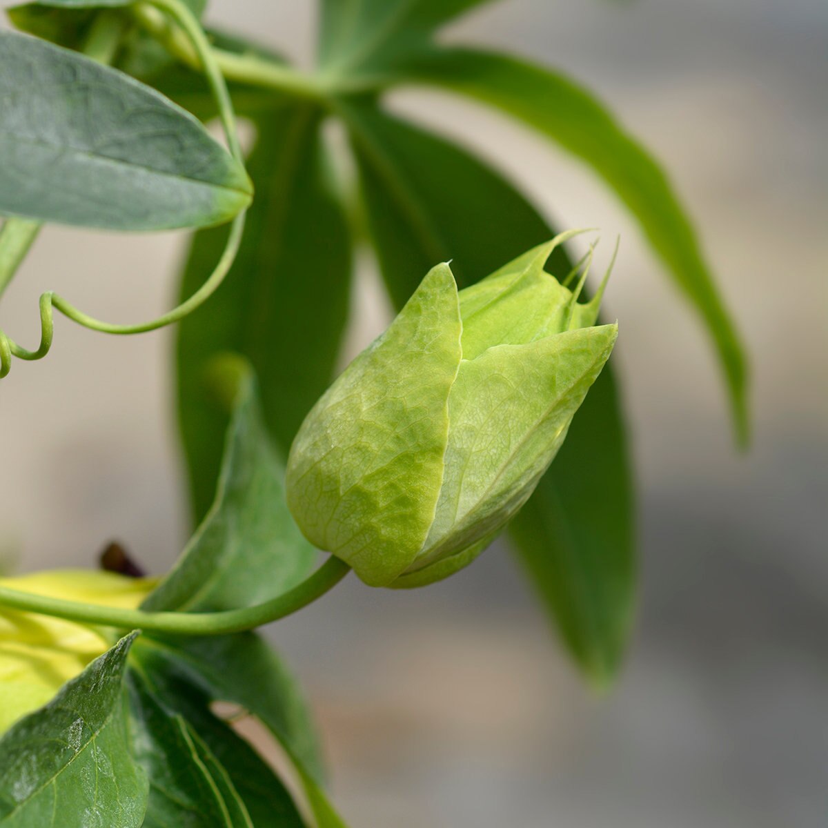 Passiflora X Riverside Snow Queen Passion Vine | SiteOne