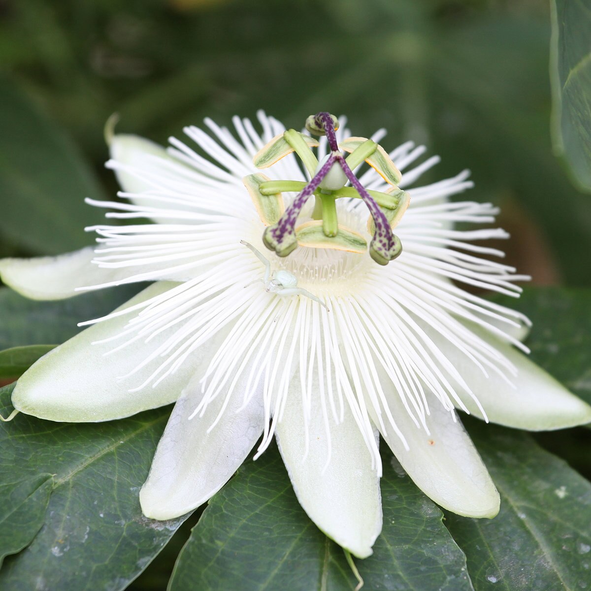 Passiflora X Riverside Snow Queen Passion Vine | SiteOne
