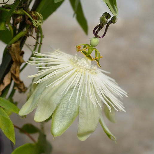 Passiflora X Riverside Snow Queen Passion Vine | SiteOne