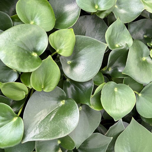 Peperomia Polybotrya Raindrop Peperomia | SiteOne