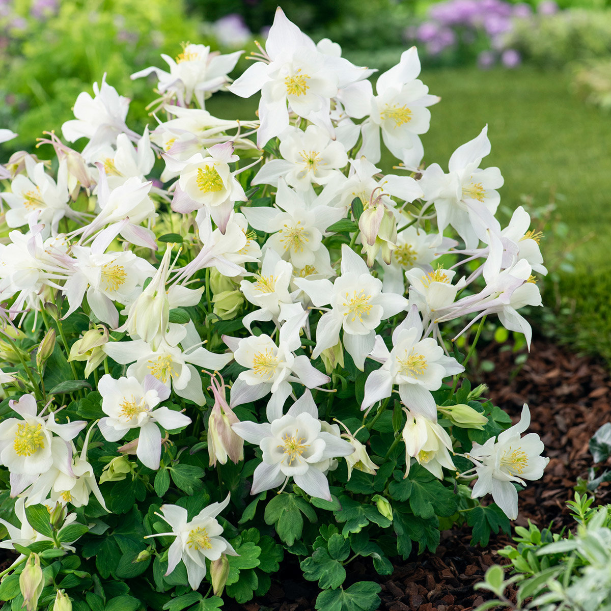Aquilegia X Hybrida Earlybird White Columbine | SiteOne