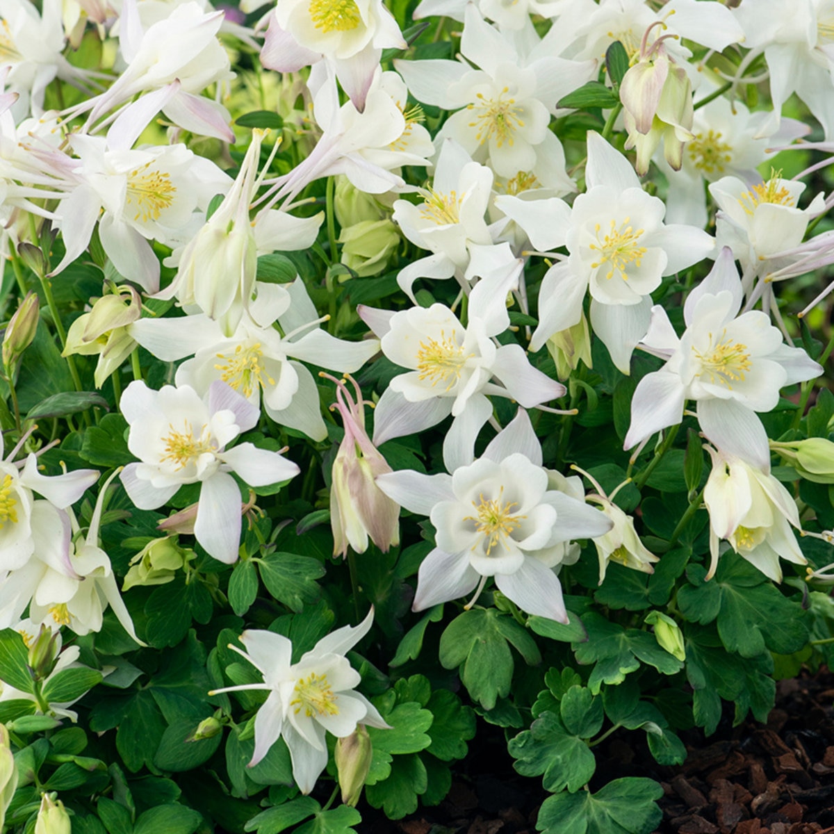 Aquilegia X Hybrida Earlybird White Columbine | SiteOne