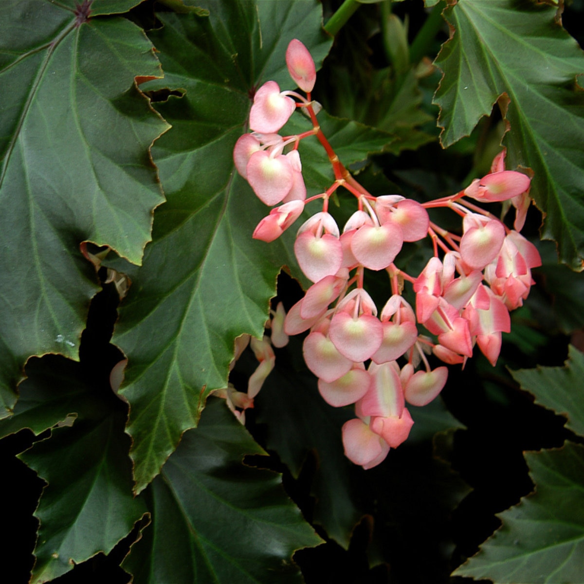 Begonia X Irene Nuss Cane Begonia | SiteOne