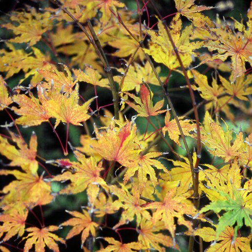 Acer Palmatum 'Peaches and Cream' Japanese Maple | SiteOne