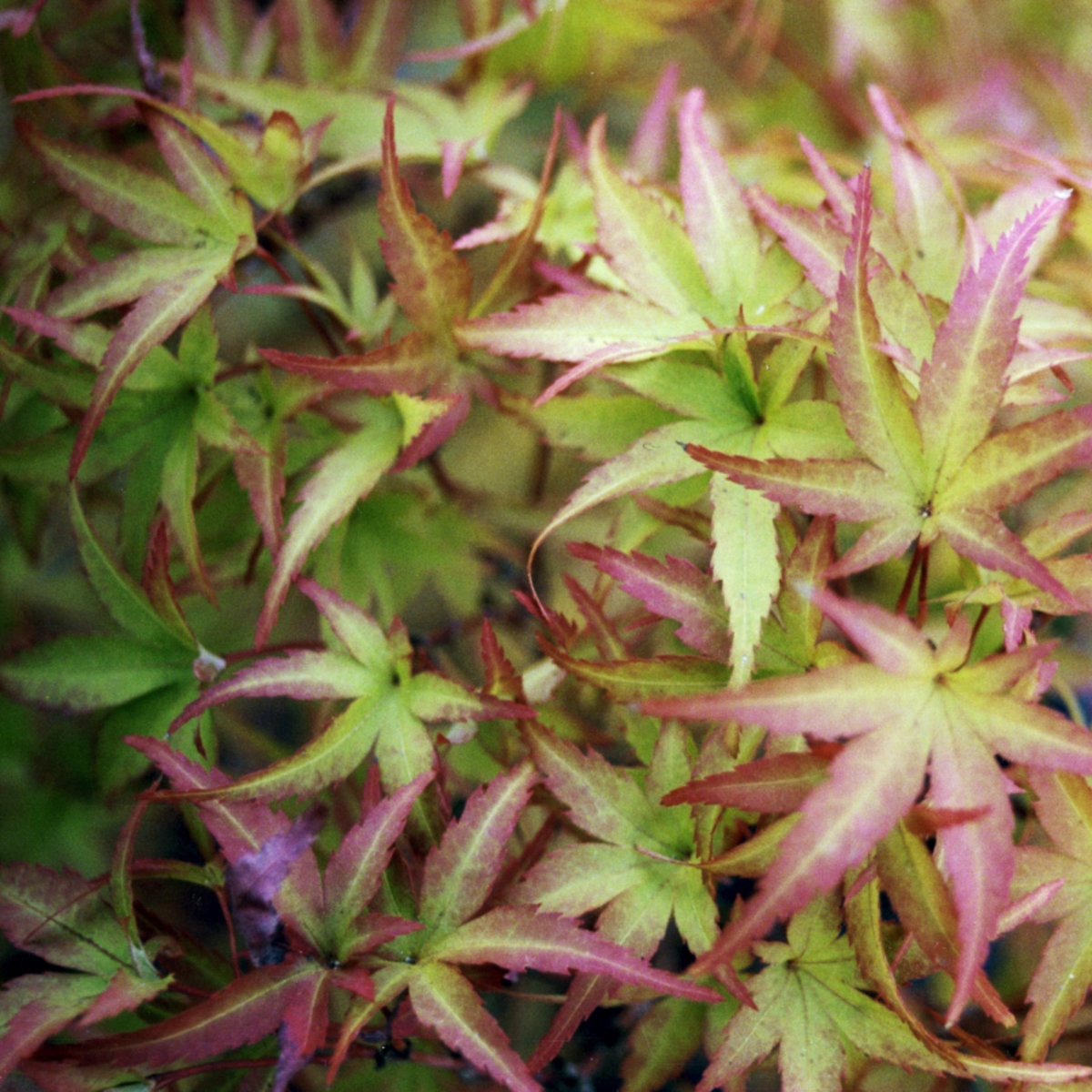 Acer Palmatum Sharps Pygmy Japanese Maple | SiteOne