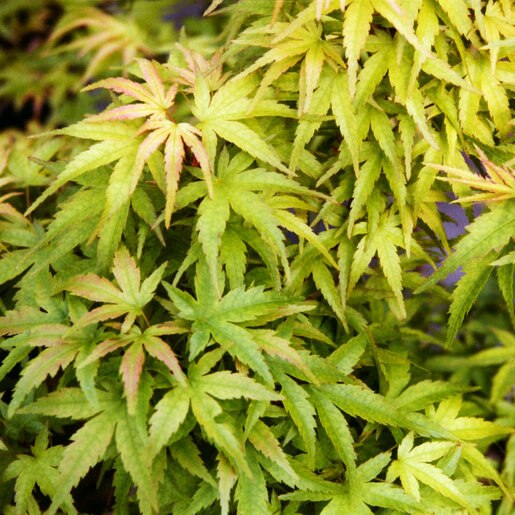 Acer Palmatum Sharps Pygmy Japanese Maple | SiteOne