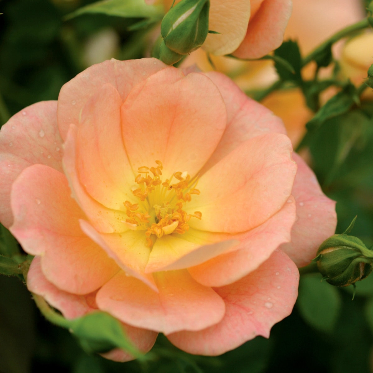 Rosa X Oso Easy Horcoherent Peachy Cream Rose | SiteOne