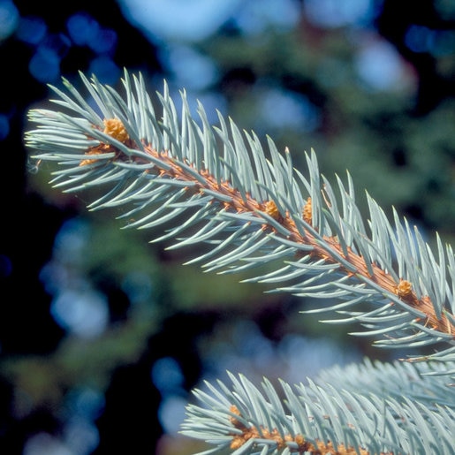 Picea Pungens Koster Pendula Colorado Spruce | SiteOne