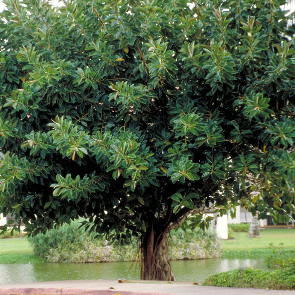 Ficus Elastica Rubber Plant | SiteOne