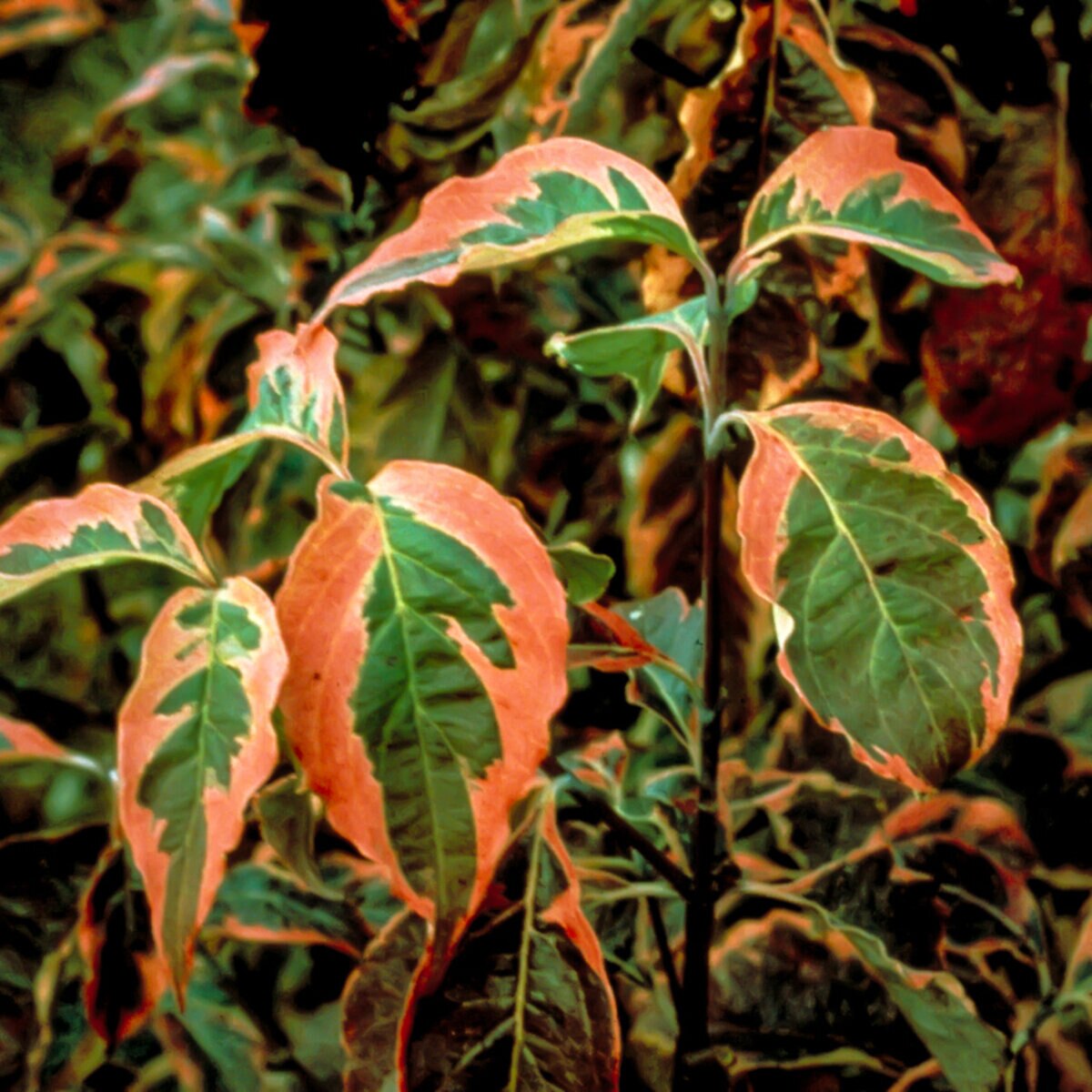 Cornus Florida Cherokee Daybreak Dogwood | SiteOne