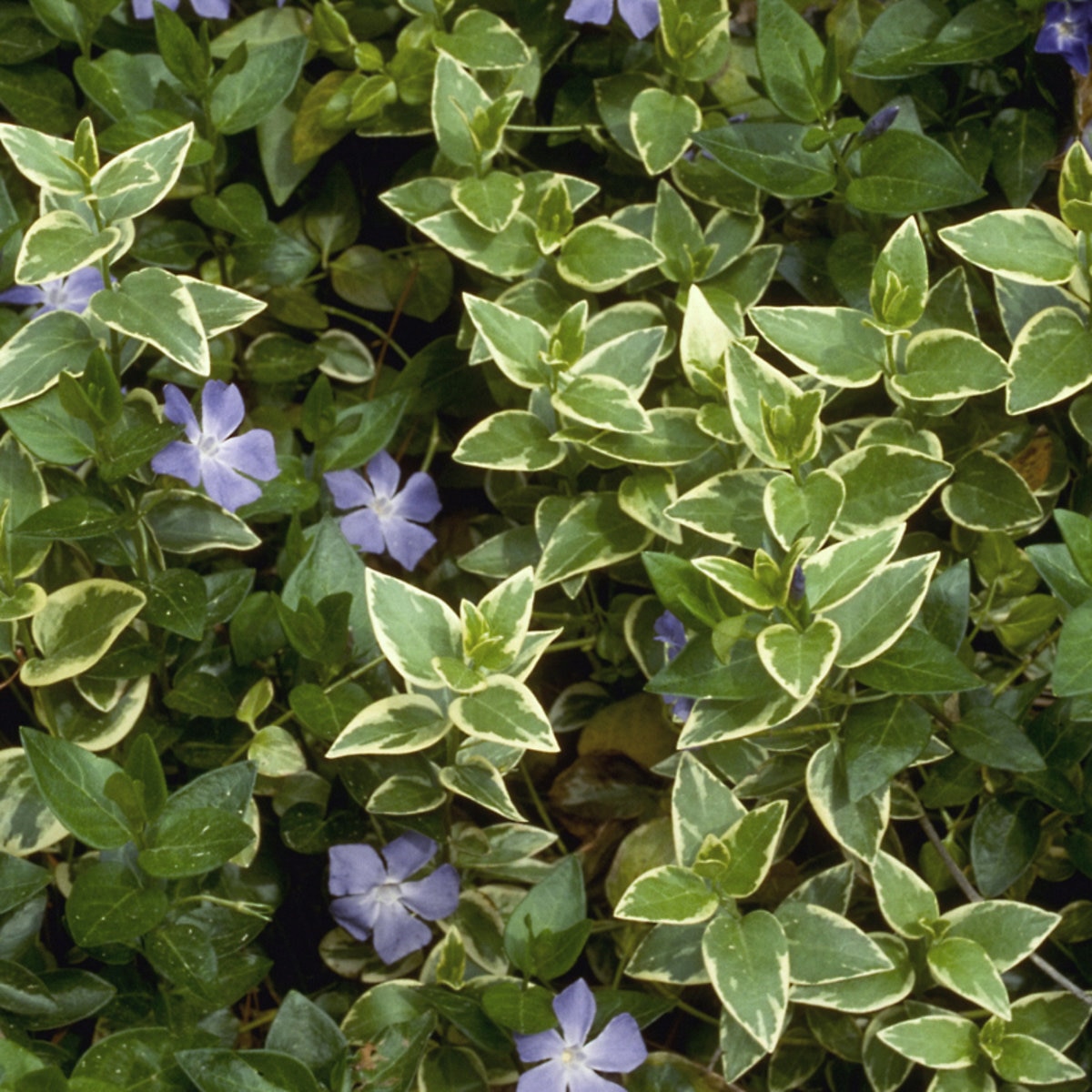 Vinca Minor Sterling Silver Variegated Periwinkle | SiteOne