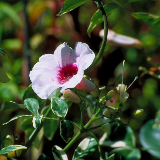 Pandorea Jasminoides Variegata Variegated Bower Vine | SiteOne