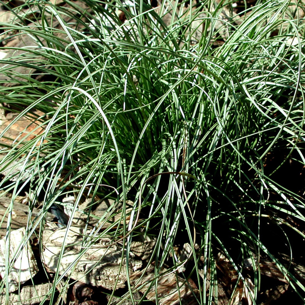 Carex Comans Frosted Curls New Zealand Hair Sedge | SiteOne