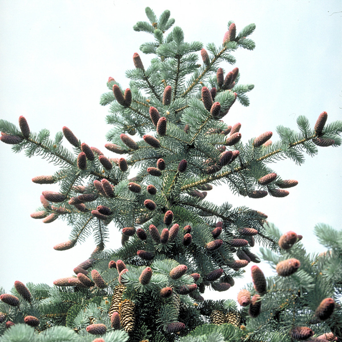 Picea Pungens Koster Pendula Colorado Spruce | SiteOne