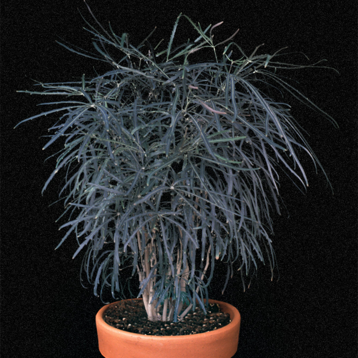 Schefflera Elegantissima False Aralia | SiteOne