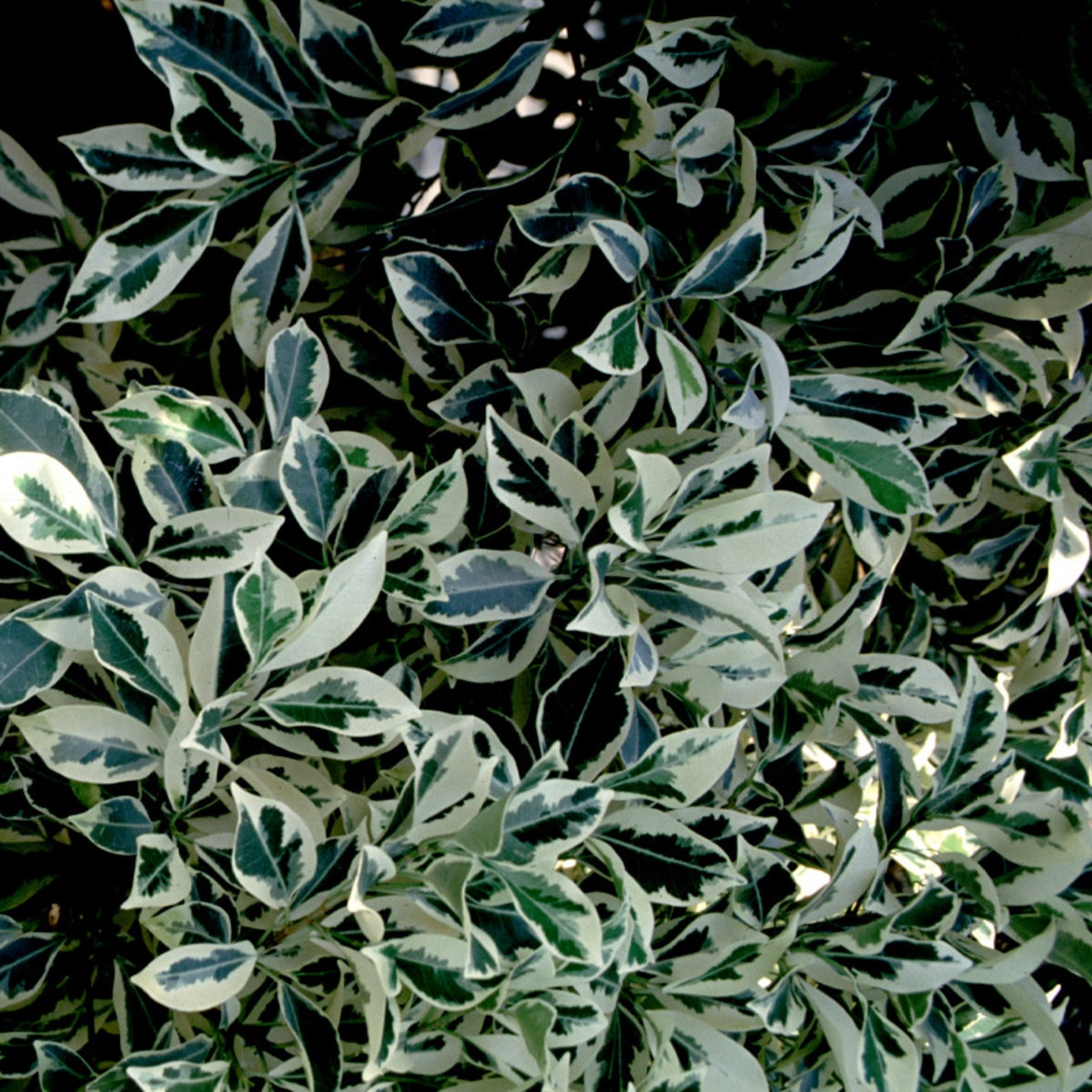 Ficus Benjamina Variegata Variegated Weeping Fig | SiteOne