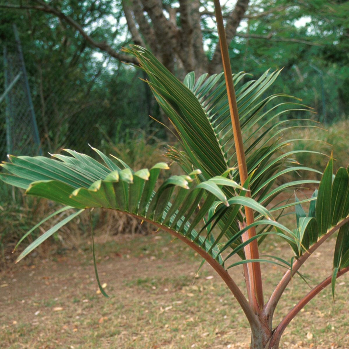Hyophorbe Lagenicaulis Bottle Palm | SiteOne