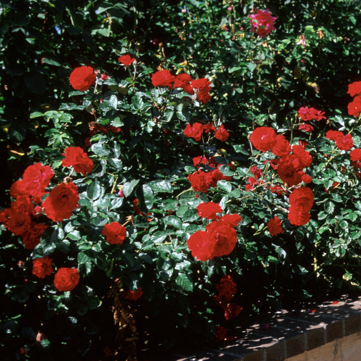 Rosa Floribunda Showbiz Rose | SiteOne