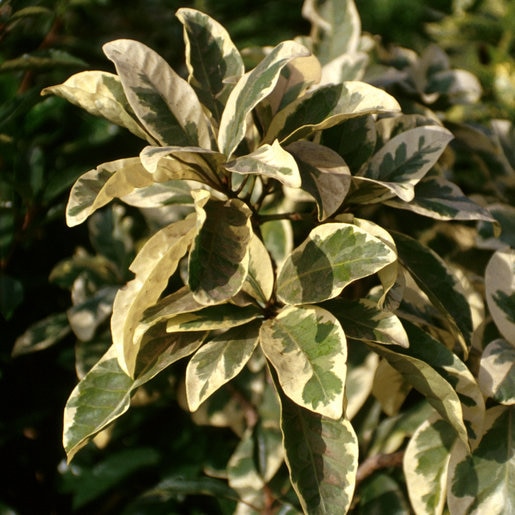 Pisonia Umbellifera Variegata Bird Catcher Tree | SiteOne