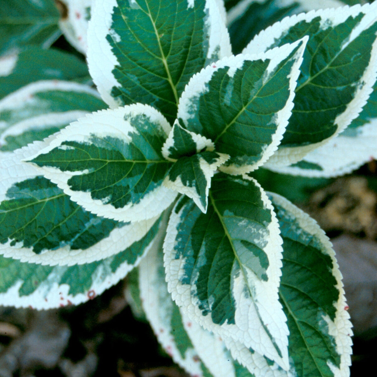 Hydrangea Macrophylla Tricolor Variegated Lacecap Hydra | SiteOne