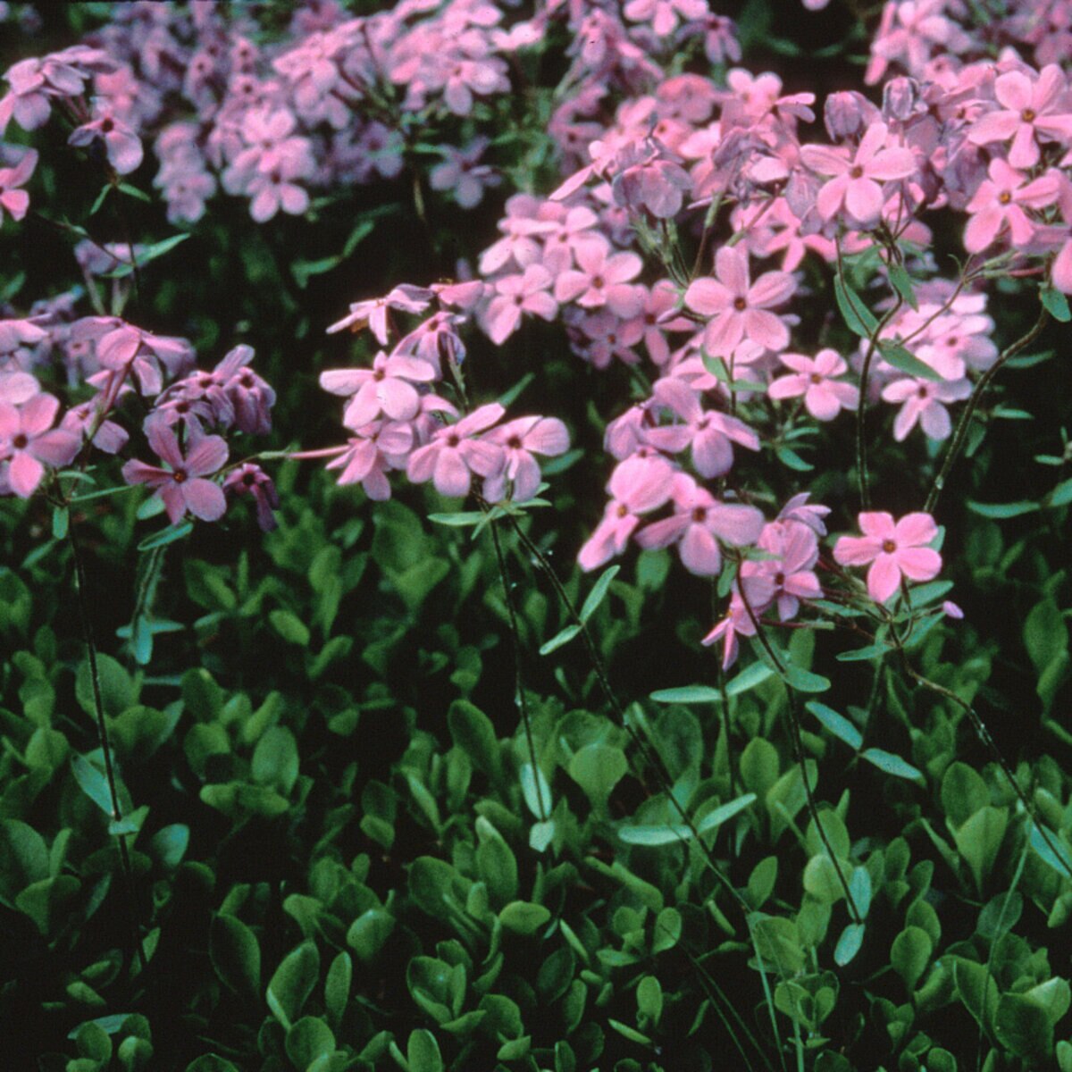 Phlox Stolonifera Pink Ridge Phlox | SiteOne