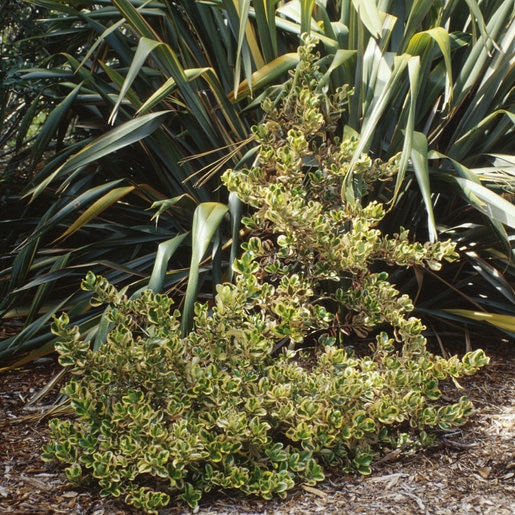 Coprosma Repens Pink Splendor Mirror Plant | SiteOne