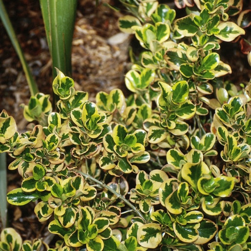 Coprosma Repens Pink Splendor Mirror Plant | SiteOne