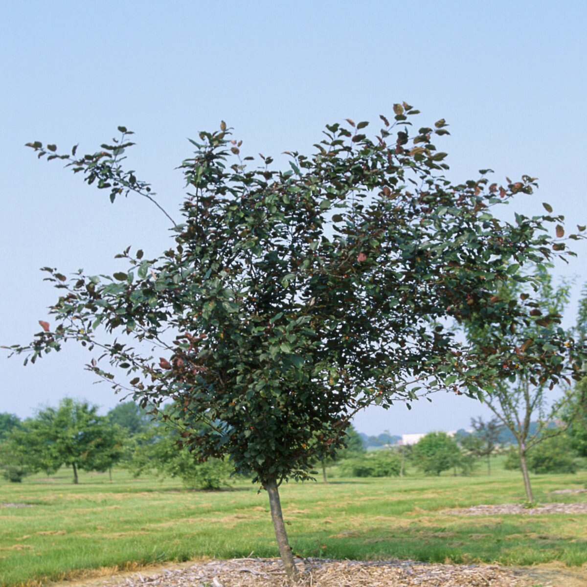 Malus X Thunderchild Crabapple | SiteOne