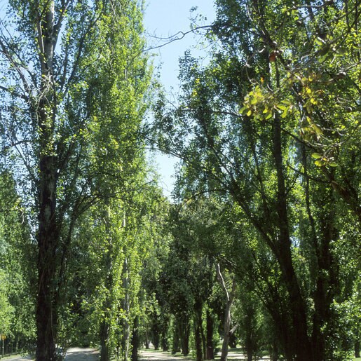Populus Nigra Italica Black Poplar | SiteOne