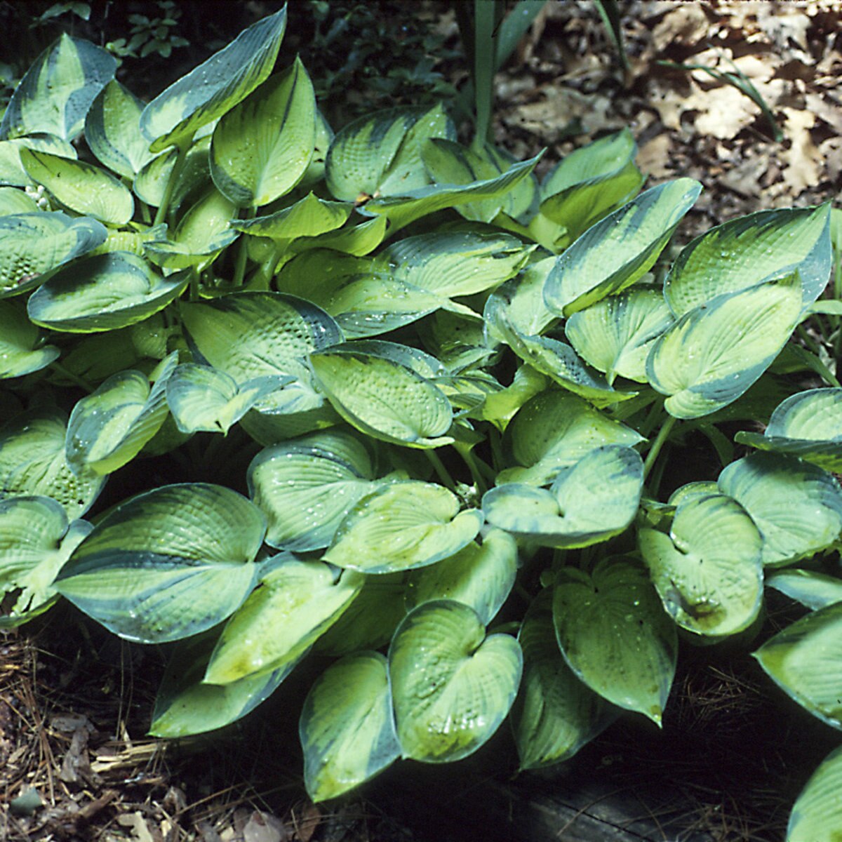 Hosta Bright Lights Plantain Lily | SiteOne