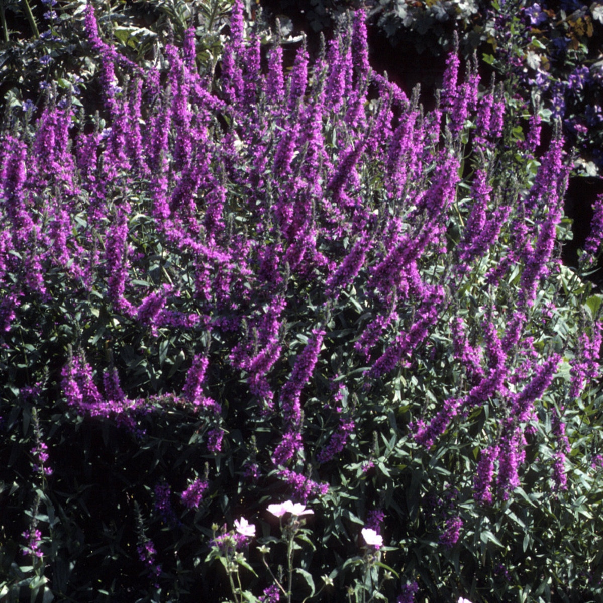 Lythrum Salicaria Robert Purple Loosestrife | SiteOne
