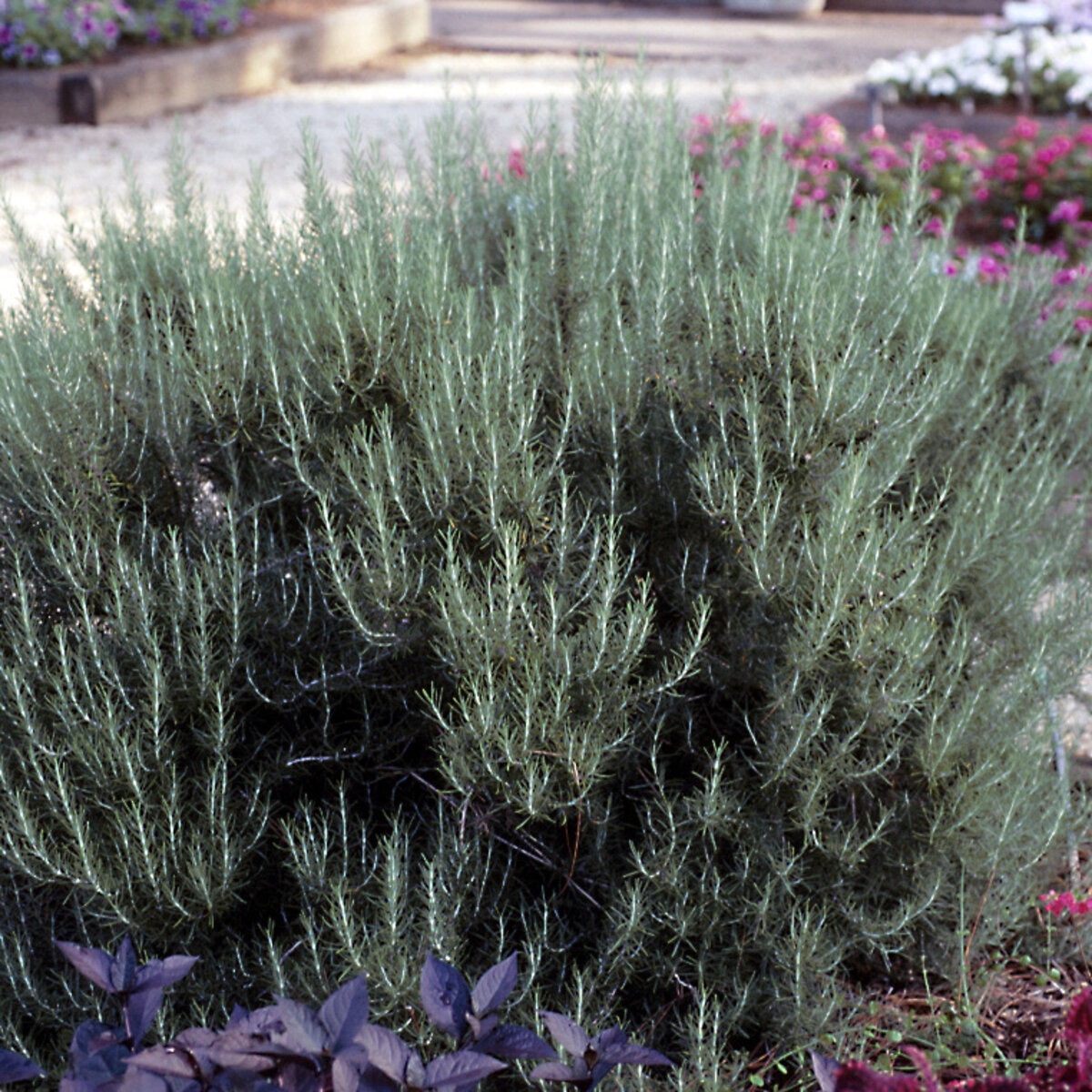 Rosmarinus Officinalis Athens Blue Spires Rosemary | SiteOne