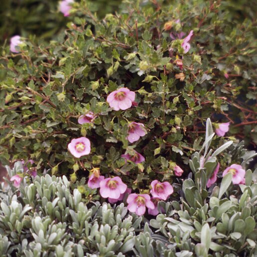 Anisodontea X Hypomandarum Taras Pink Cape Mallow | SiteOne