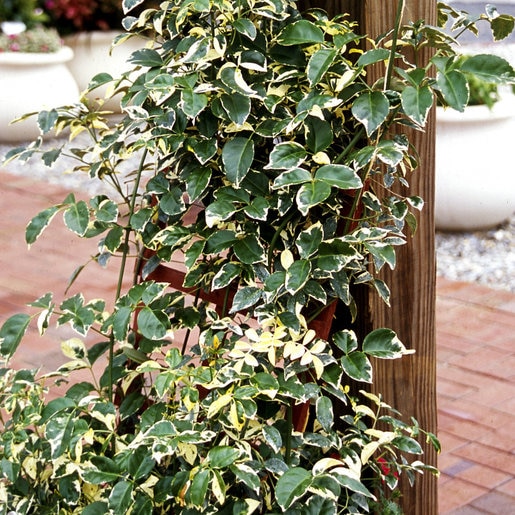 Pandorea Jasminoides Variegata Variegated Bower Vine | SiteOne