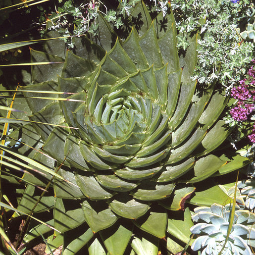 Aloe Polyphylla Spiral Aloe | SiteOne