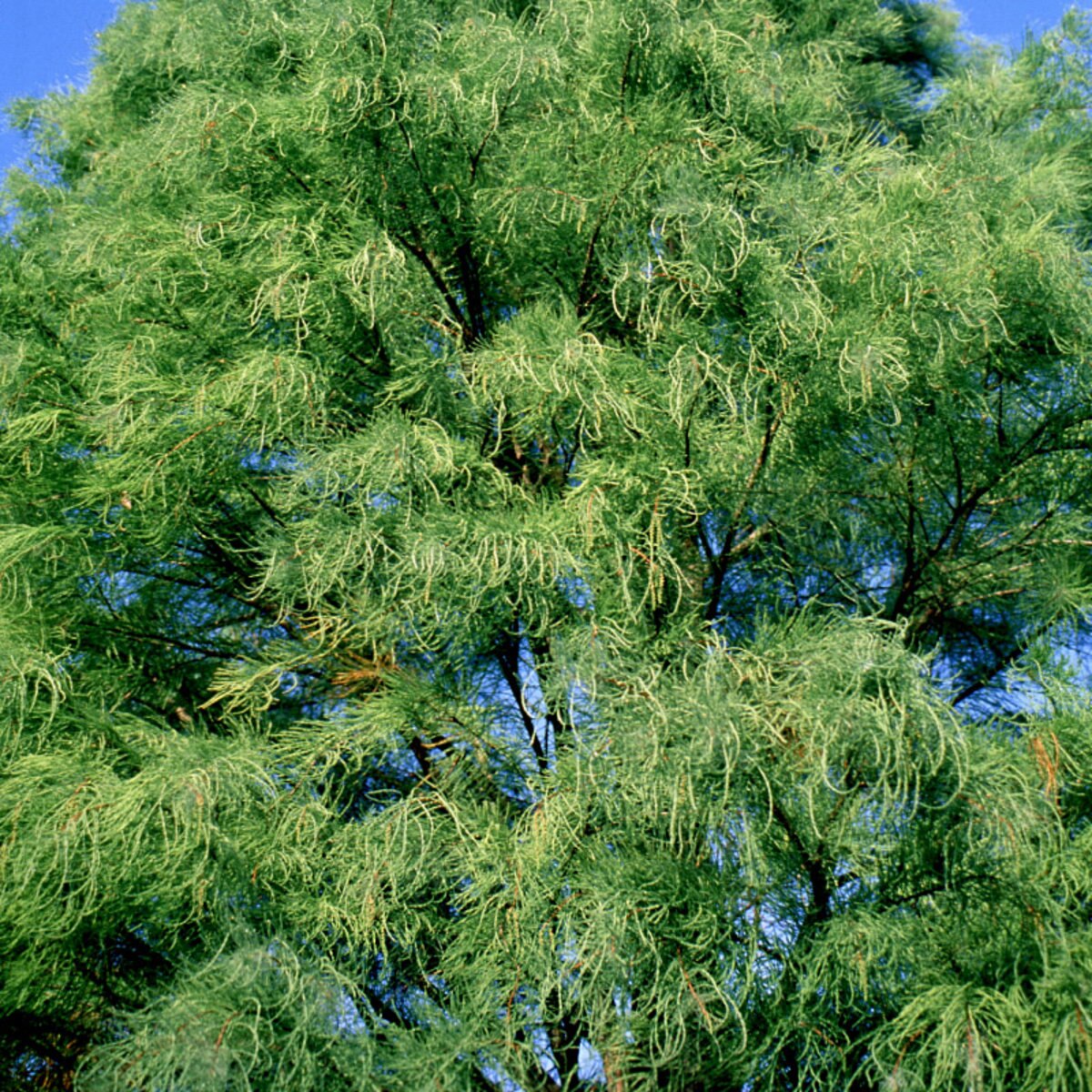 Taxodium Ascendens Morris Debonair Pond Cypress | SiteOne