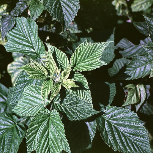 Rubus Idaeus Latham Raspberry | SiteOne