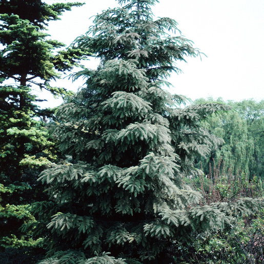 Picea Pungens Koster Pendula Colorado Spruce | SiteOne