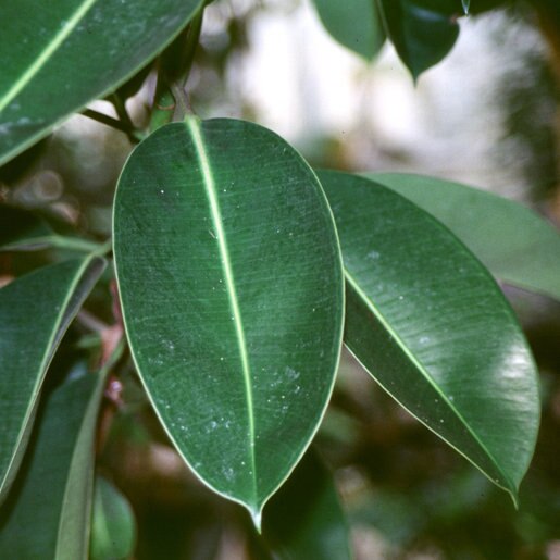 Ficus Elastica Rubber Plant | SiteOne