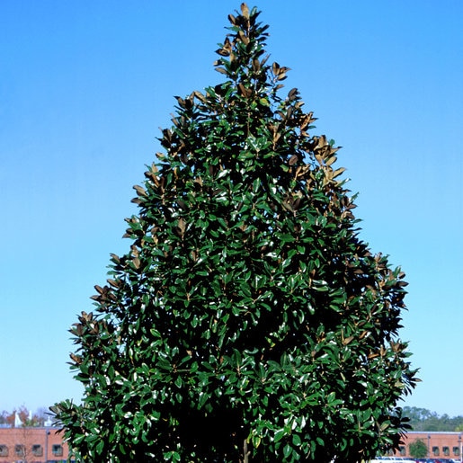 Magnolia Grandiflora Saint Mary Southern Magnolia | SiteOne