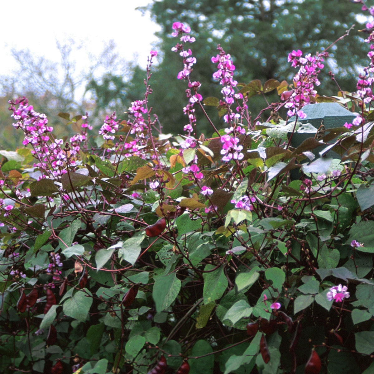 Vigna Caracalla Corkscrew Flower | SiteOne