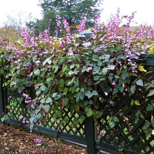 Vigna Caracalla Corkscrew Flower | SiteOne