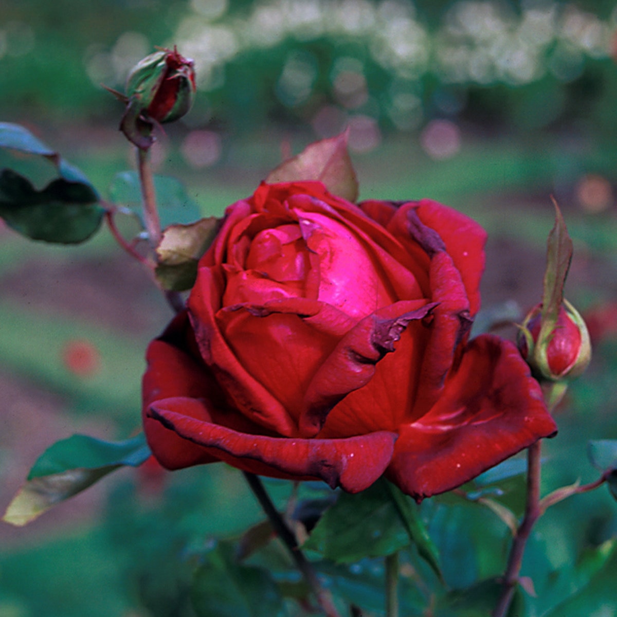 Rosa X Oklahoma Hybrid Tea Rose | SiteOne
