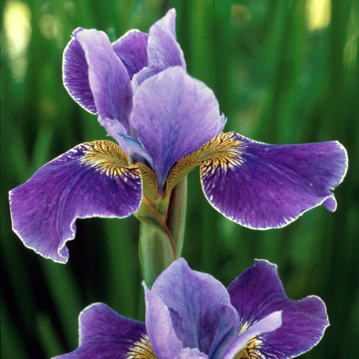 Iris Sibirica Silver Edge Siberian Iris | SiteOne