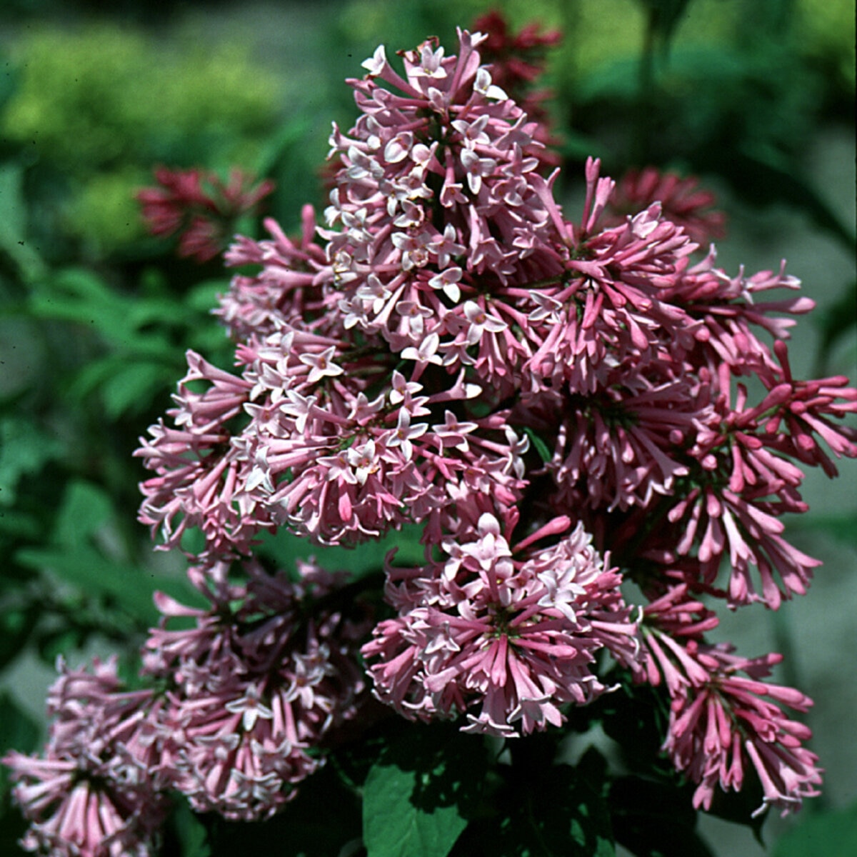 Syringa X Prestoniae Miss Canada Lilac | SiteOne