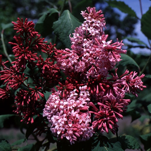 Syringa X Prestoniae Miss Canada Lilac | SiteOne