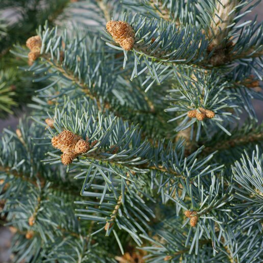 Abies Lasiocarpa Glauca Compacta Fir | SiteOne