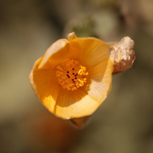 Abutilon Palmeri Indian Mallow | SiteOne