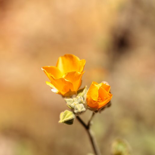 Abutilon Palmeri Indian Mallow | SiteOne