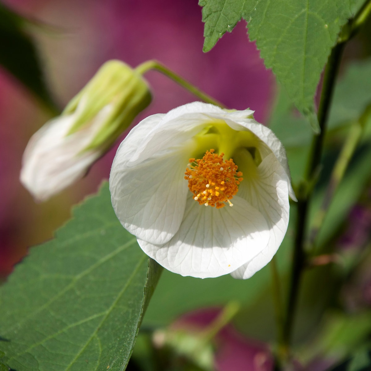 Abutilon X Hybridum White Flowering Maple | SiteOne